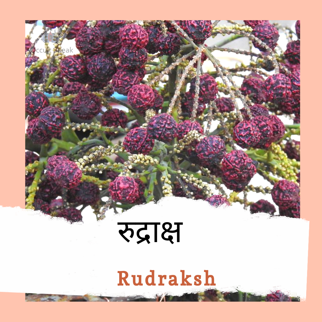 How To Use RUDRAKSH To Get Desire Result : रुद्राक्ष पहने के फायदे